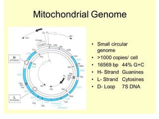 Mitochondrial_DNA Final.ppt