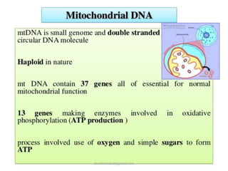 Mitochondrial_DNA Final.ppt