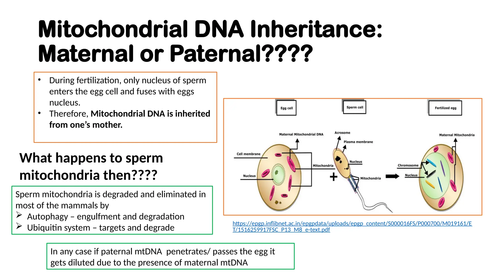 Mitochondrial DNA Inheritance PPT12.pptx