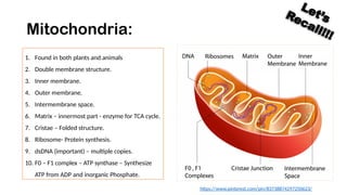 Mitochondrial DNA Inheritance PPT12.pptx