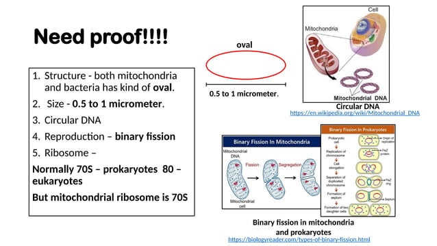 Mitochondrial DNA Inheritance PPT12.pptx