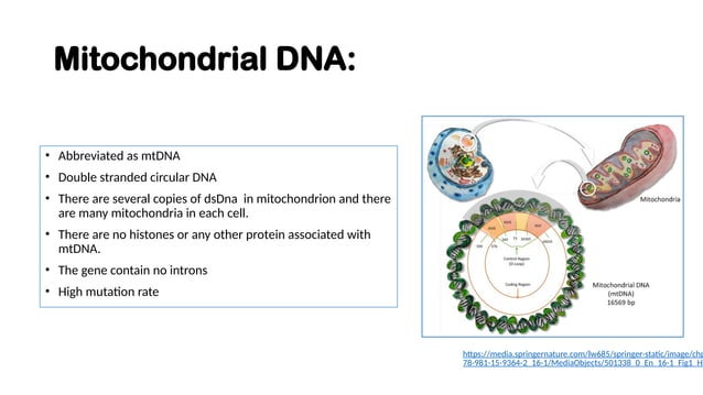 Mitochondrial DNA Inheritance PPT12.pptx