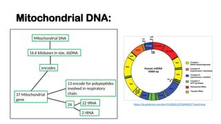 Mitochondrial DNA Inheritance PPT12.pptx