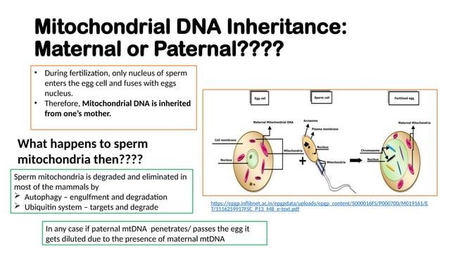 Mitochondrial DNA Inheritance PPT12.pptx