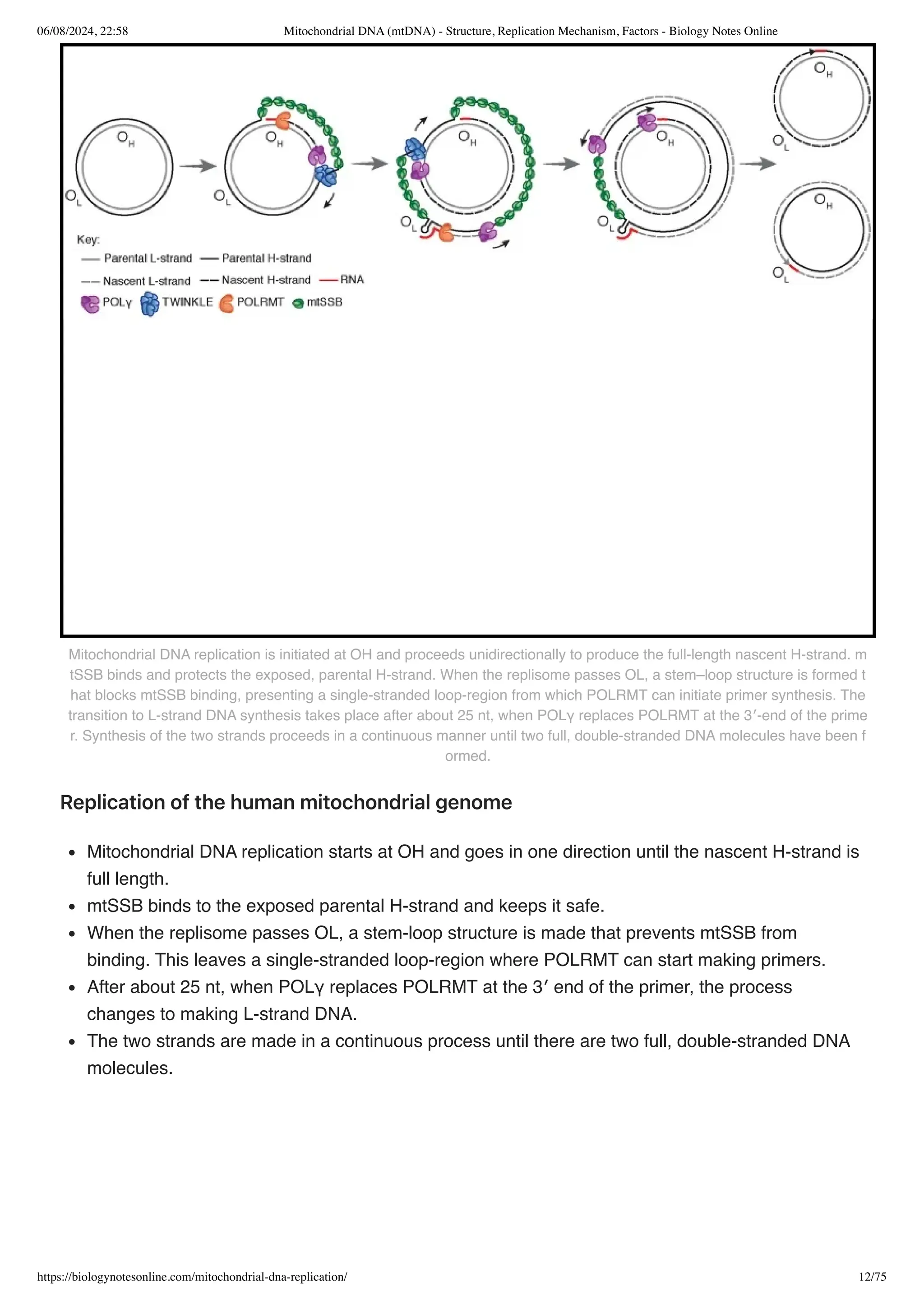 Mitochondrial DNA (mtDNA) - Structure, Replication Mechanism, Factors ...