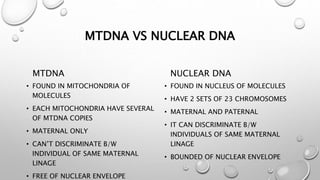 Mitochondrial d na powerpoint presentation (4) | PPTX