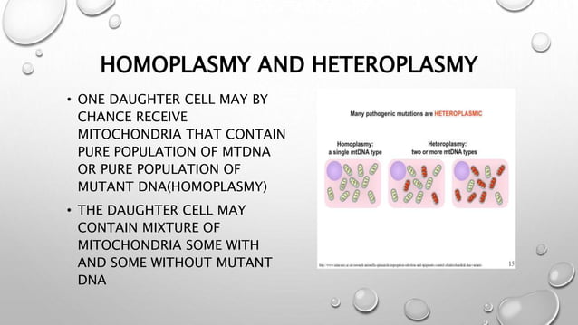 Mitochondrial d na powerpoint presentation (4) | PPT | Free Download
