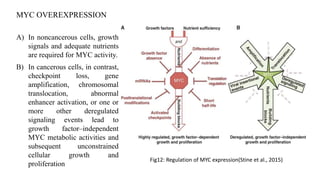 Mitochondrial dynamics and cancer (2) | PPT