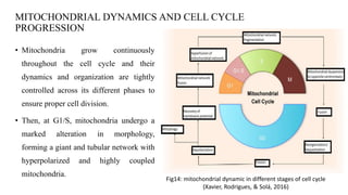 Mitochondrial dynamics and cancer (2) | PPTX
