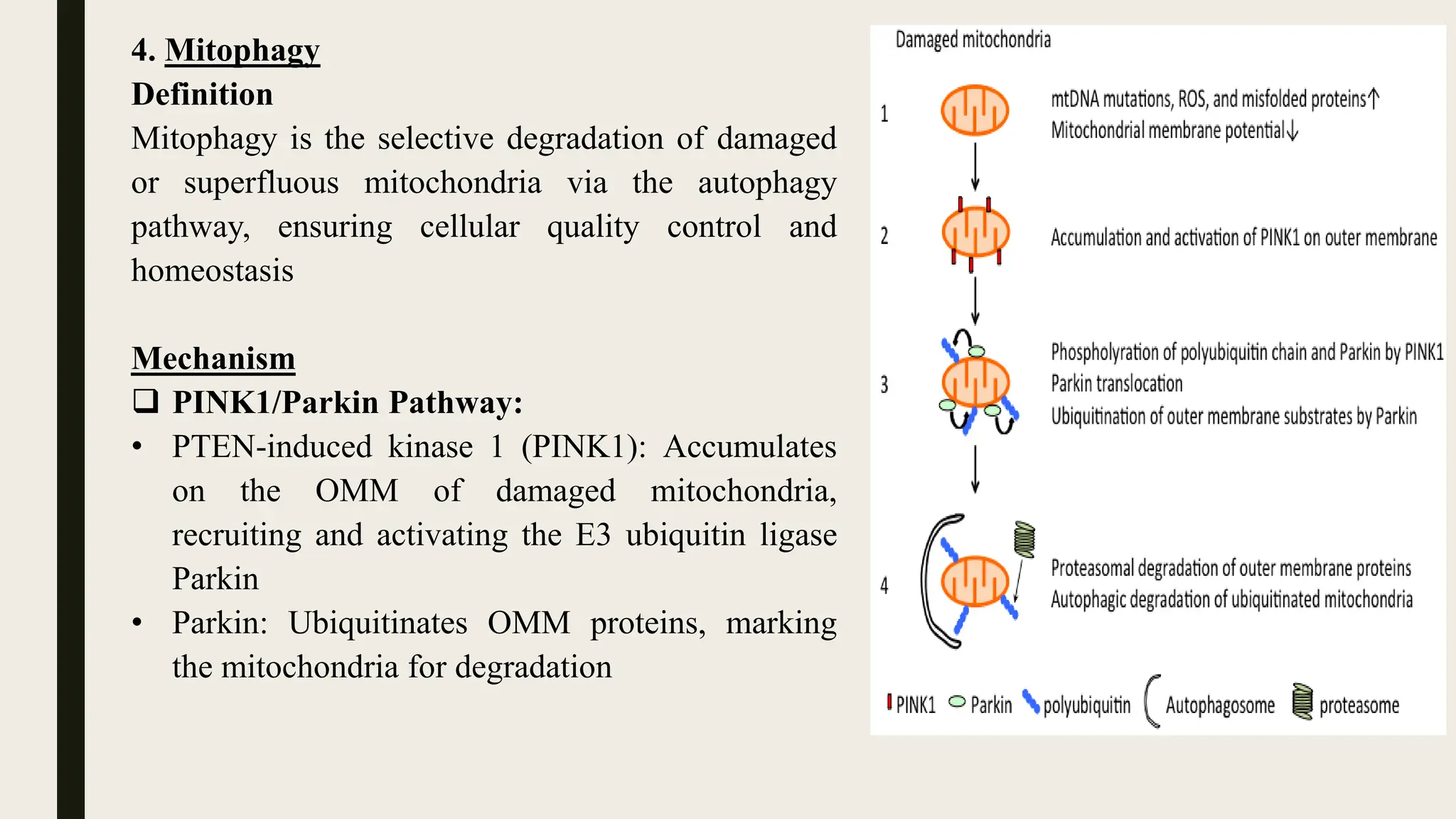 Mitochondrial Dynamics- topic presentation | PDF