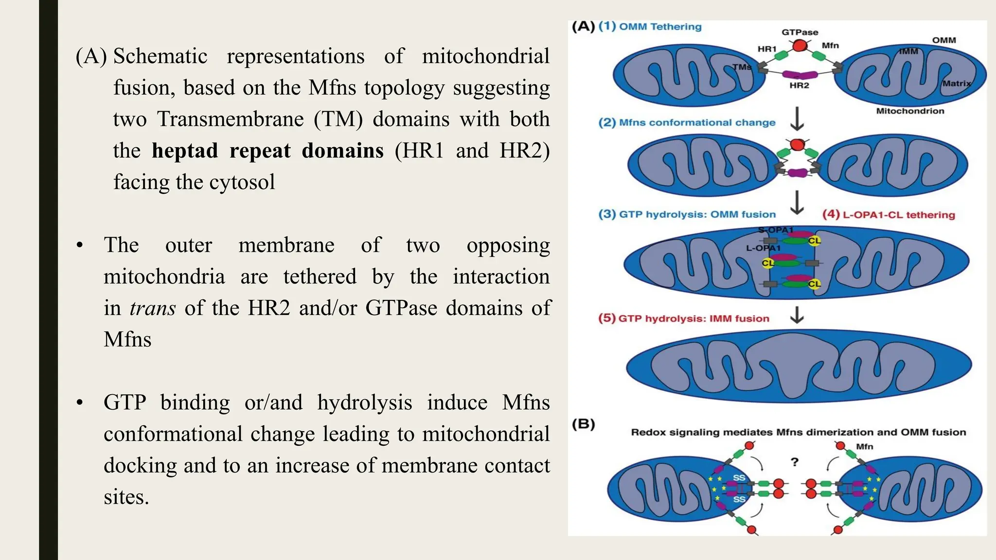 Mitochondrial Dynamics- topic presentation | PDF