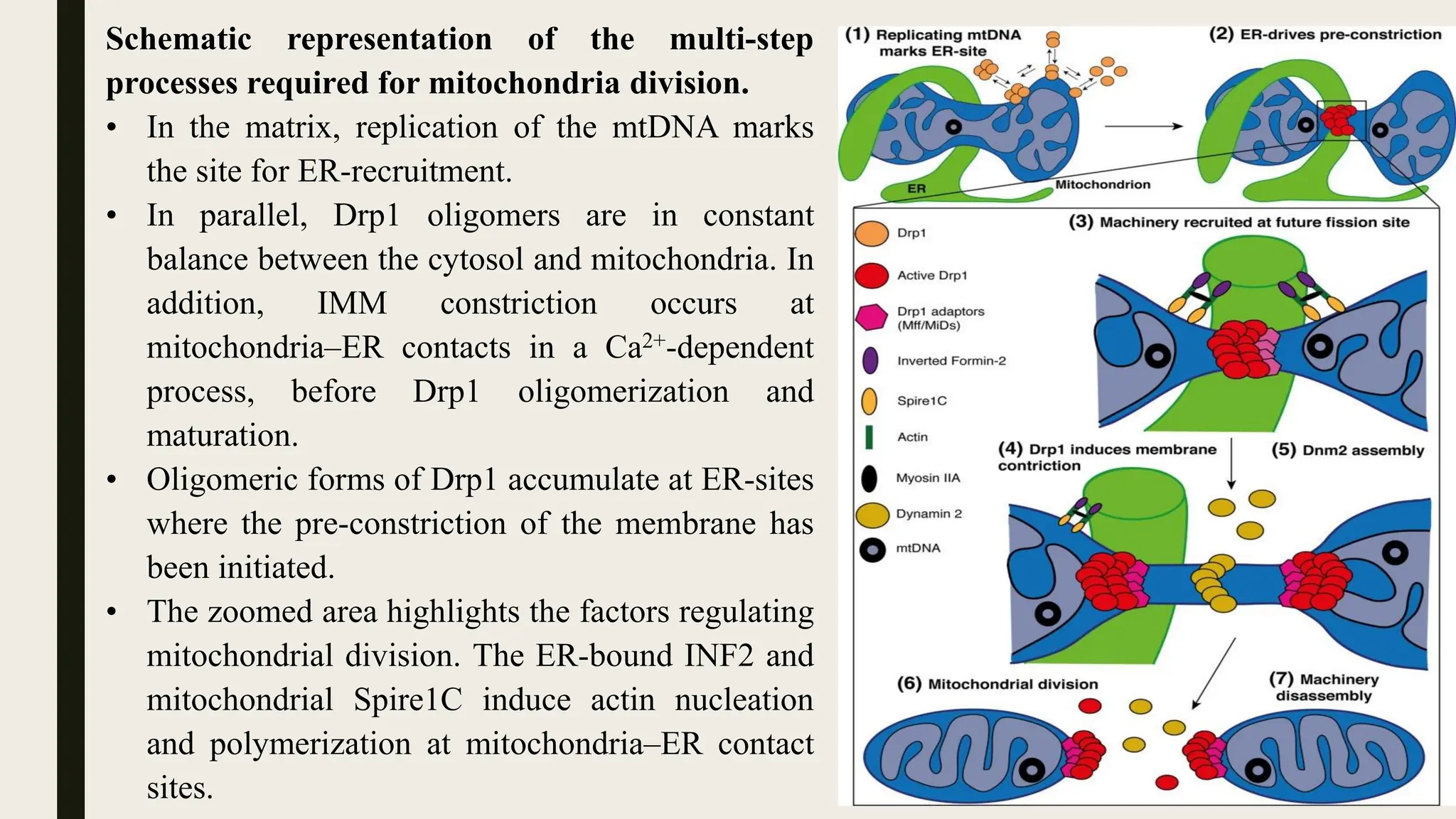 Mitochondrial Dynamics- topic presentation | PDF