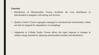 Mitochondrial Dynamics- topic presentation | PDF