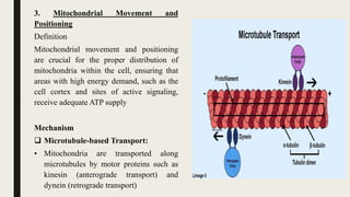 Mitochondrial Dynamics- topic presentation | PDF
