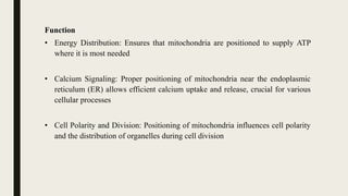 Mitochondrial Dynamics- topic presentation | PDF