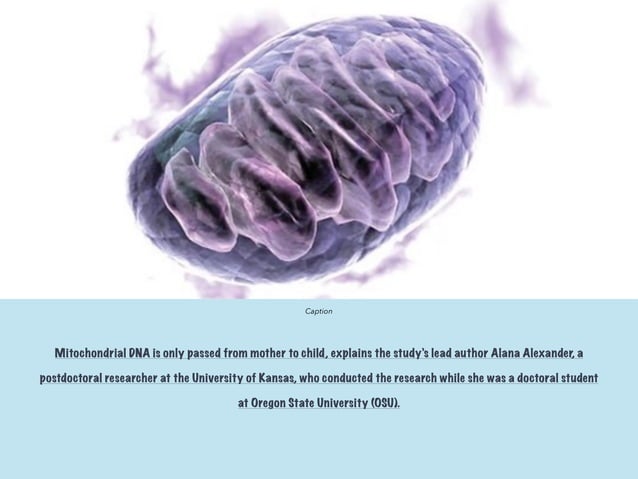Mitochondrial EVE ( scientific presentation In university ) | PPT