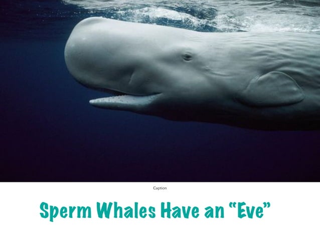 Mitochondrial EVE ( scientific presentation In university ) | PPT