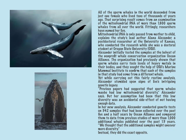 Mitochondrial EVE ( scientific presentation In university ) | PPT