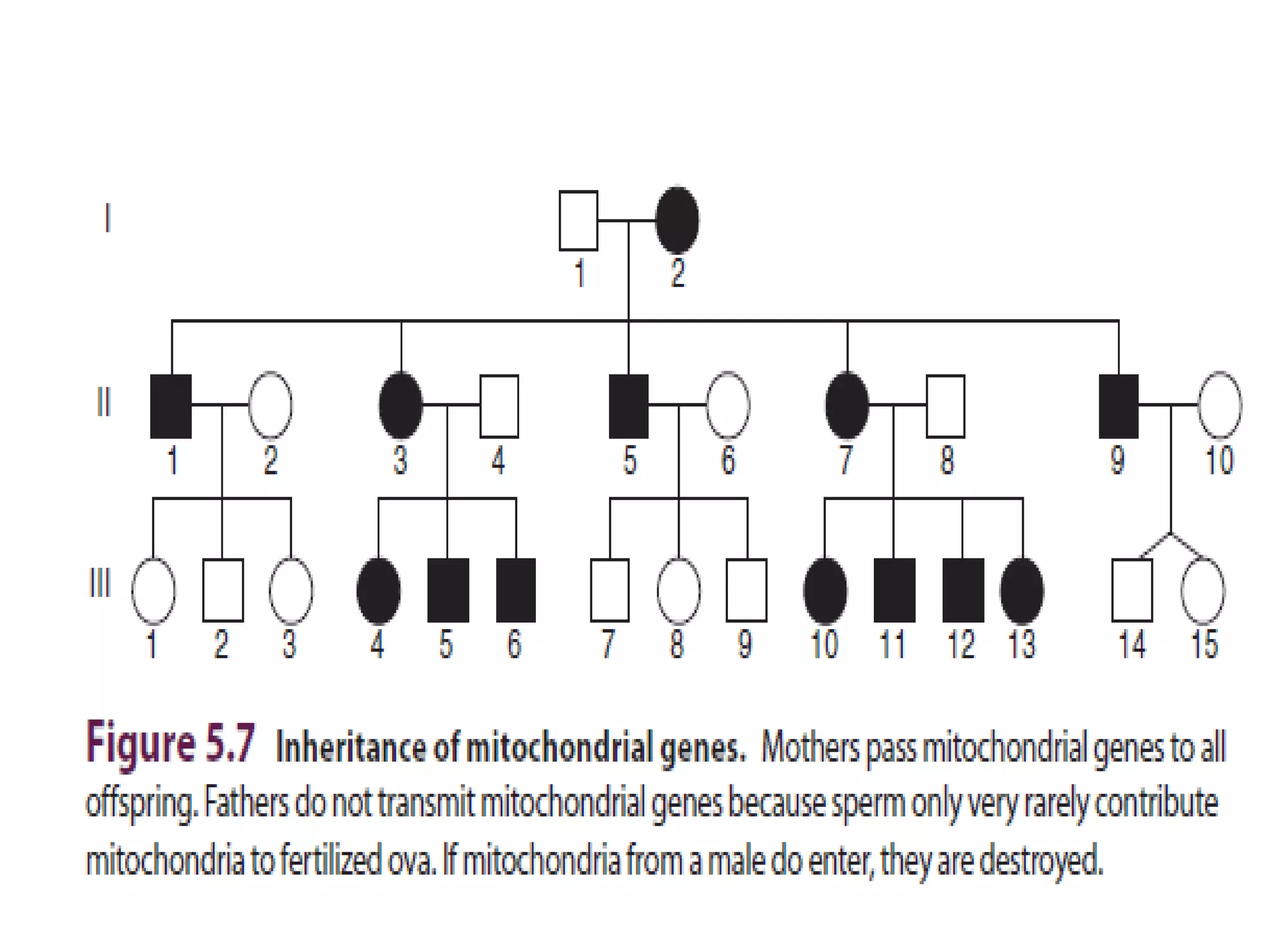 Mitochondrial genes | PPTX