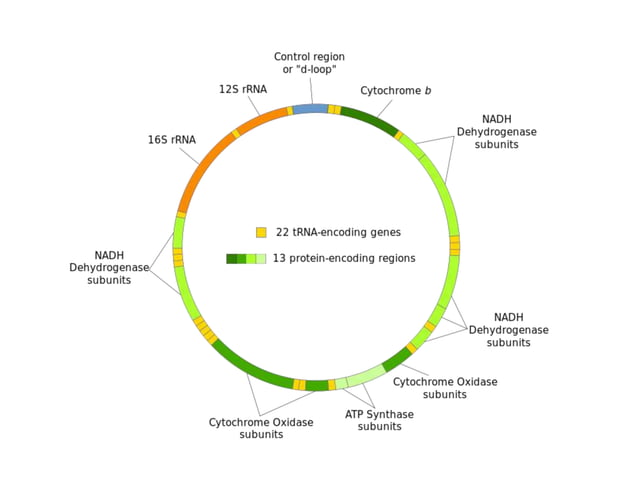Mitochondrial genetics and management | PPT