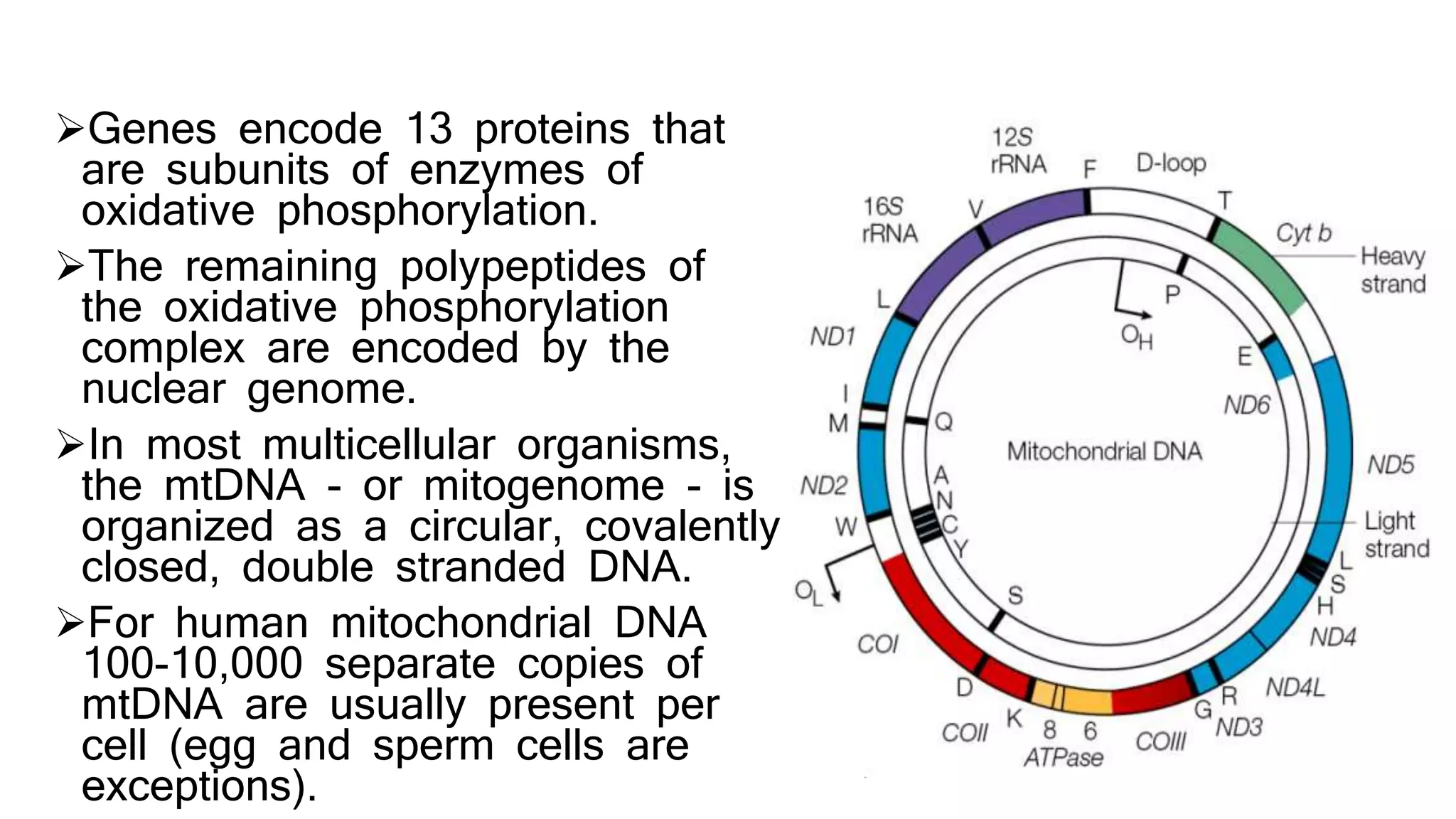 Mitochondrial genome | PPTX