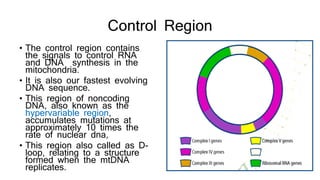 Mitochondrial genome | PPTX