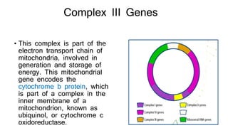Mitochondrial genome | PPTX