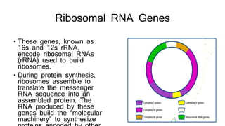 Mitochondrial genome | PPTX