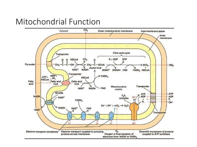Mitochondrial Genome.pptx | Biological Sciences | Science