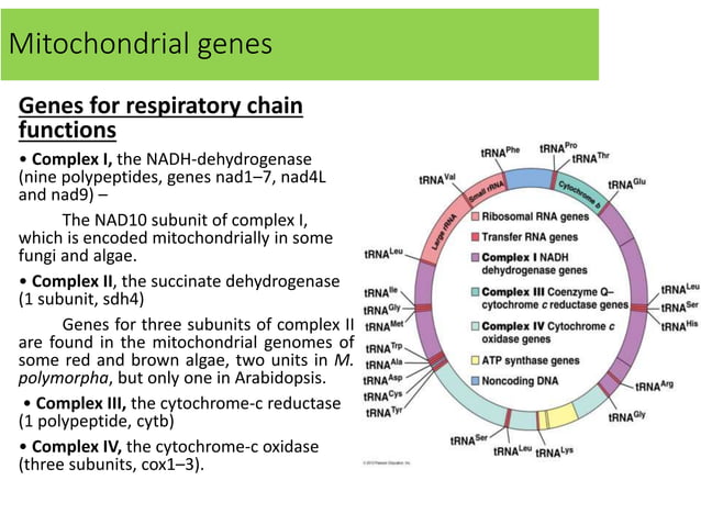 Mitochondrial Genome.pptx | Biological Sciences | Science