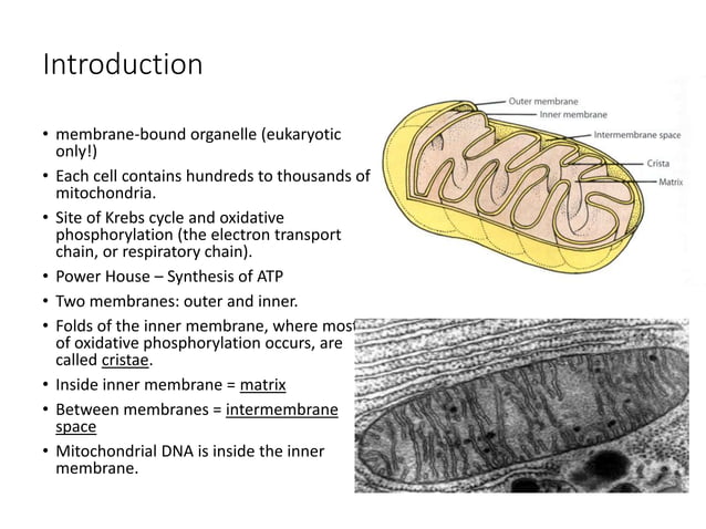 Mitochondrial Genome.pptx | Biological Sciences | Science