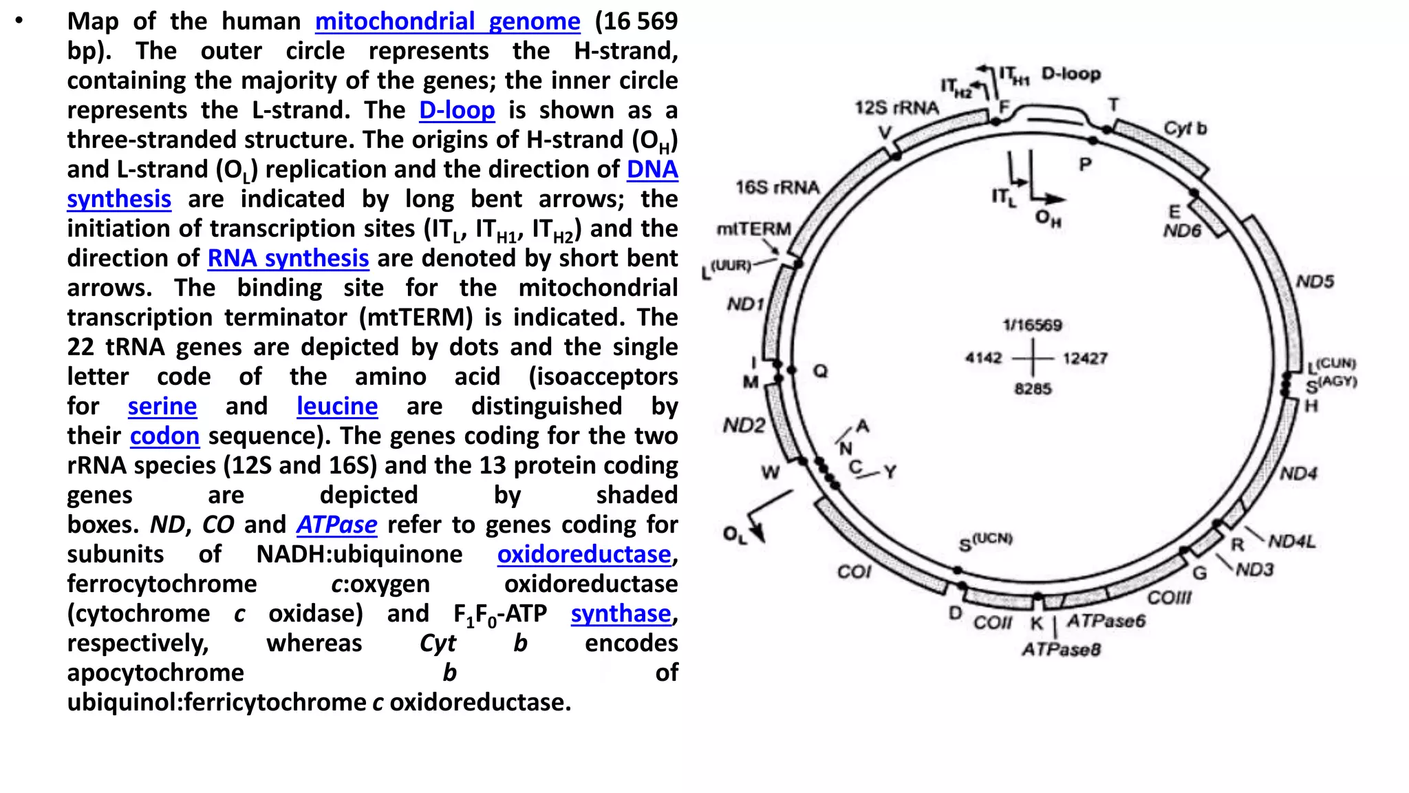mitochondrial genome.pptx