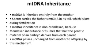 mitochondrial genome.pptx