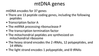 mitochondrial genome.pptx