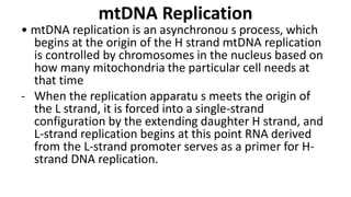mitochondrial genome.pptx