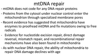 mitochondrial genome.pptx