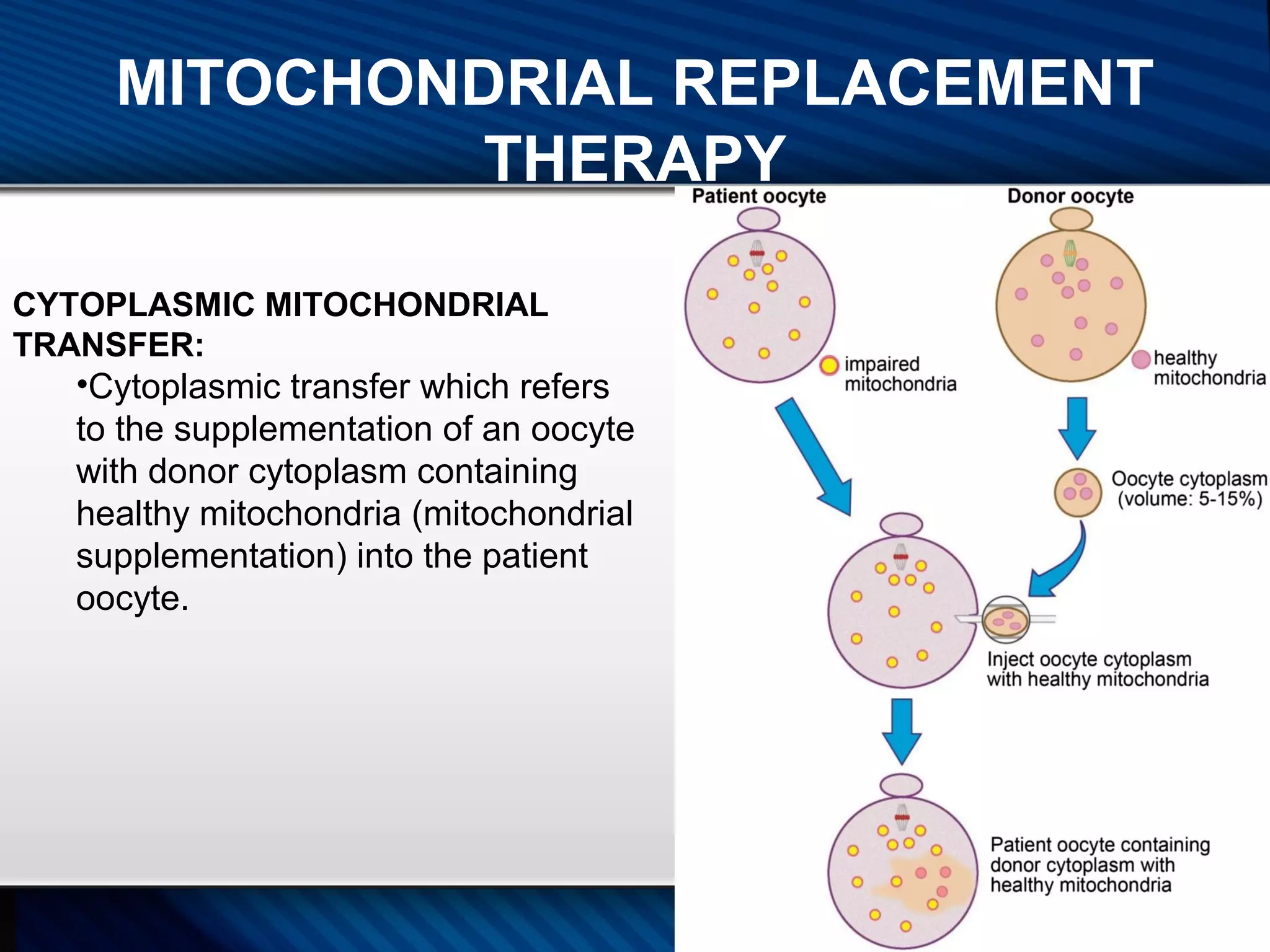 Mitochondrial Inheritance in Man | PPT