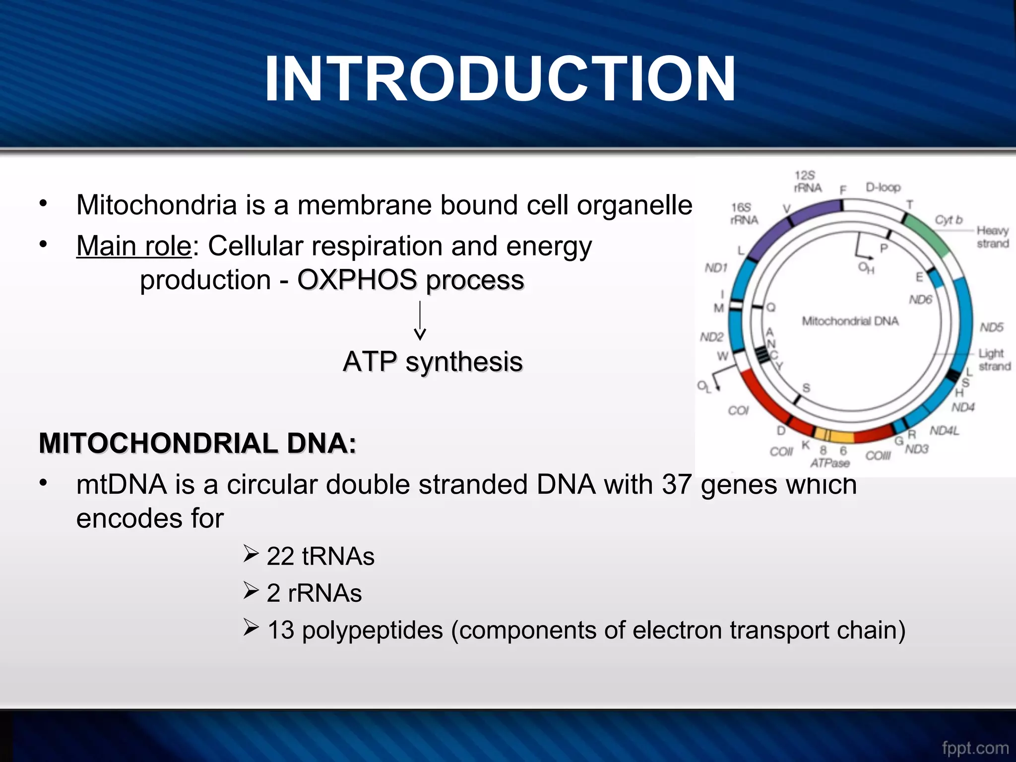Mitochondrial Inheritance in Man | PPT | Infertility | Reproductive Health