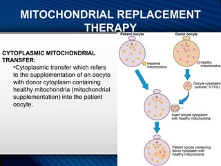 Mitochondrial Inheritance in Man | PPT | Infertility | Reproductive Health
