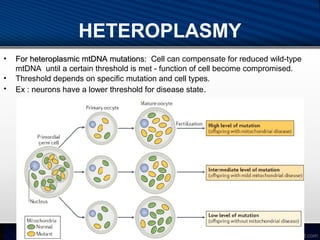 Mitochondrial Inheritance in Man | PPT | Infertility | Reproductive Health