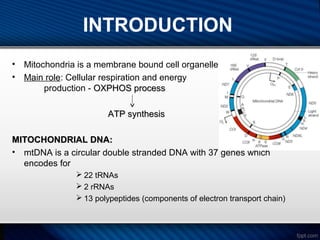 Mitochondrial Dna Inheritance