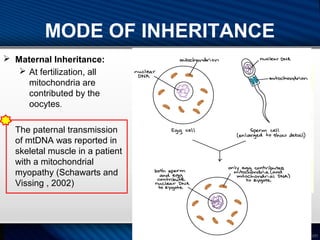 Mitochondrial Dna Inheritance