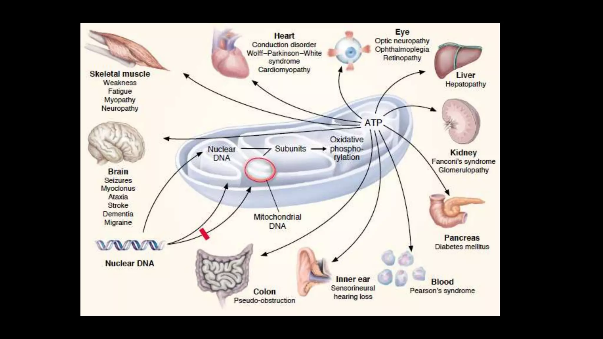 Mitochondrial inheritance | PPTX