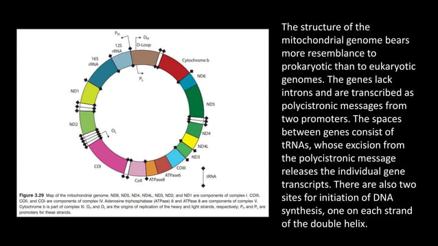 Mitochondrial inheritance | PPTX | Genetics | Science
