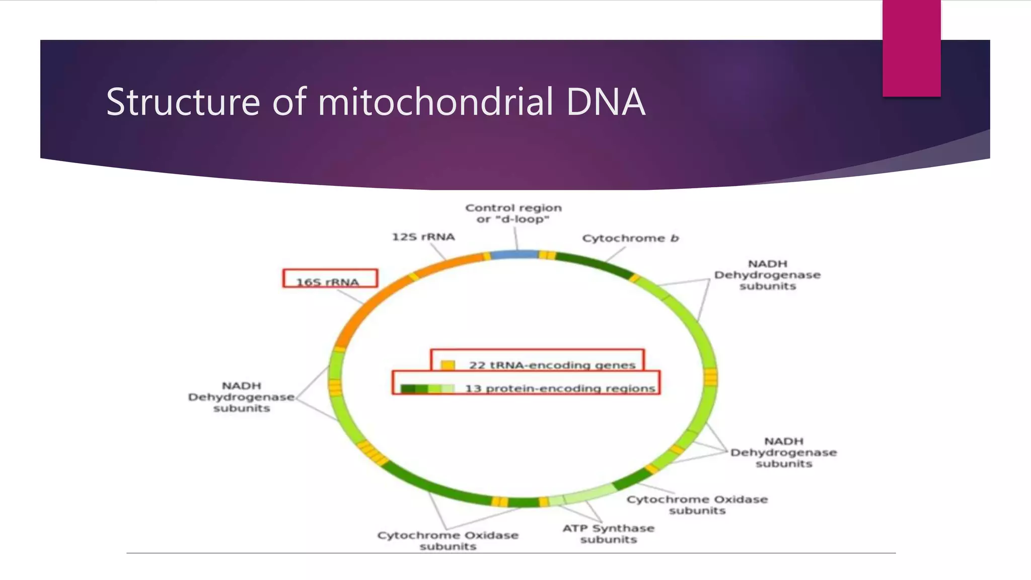 Mitochondrial Inheritance slideshare | PPTX