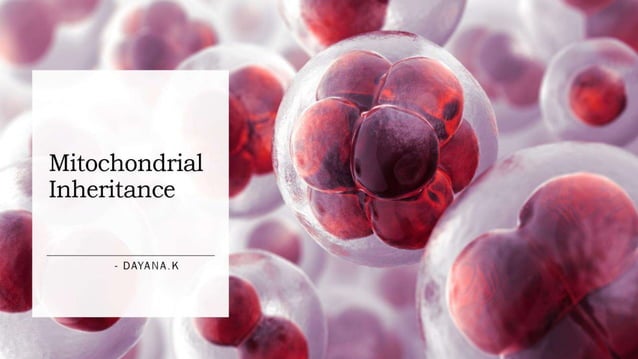 Mitochondrial Inheritance slideshare | PPTX