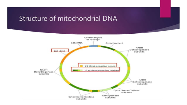 Mitochondrial Inheritance slideshare | PPTX