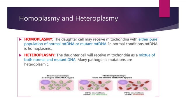Mitochondrial Inheritance slideshare | PPTX