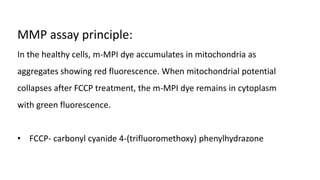 Mitochondrial membrane potential assay | PPT