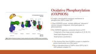 Mitochondrial omics | PPTX